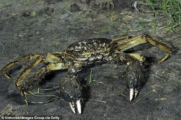 Invasive Chinese creature that can climb 13ft walls is found in Pacific ...