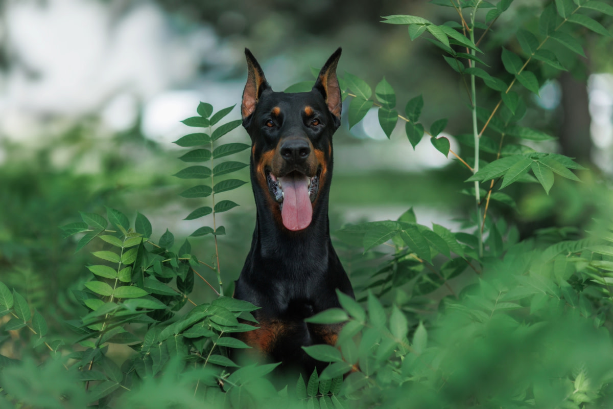 Doberman Reunites with Old Friend at Dog Park and His Smile Says It All