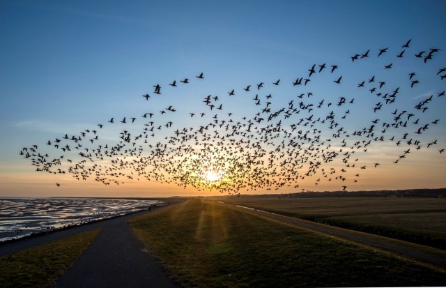 Scientists Raise Concerns After Observing Unexpected Shift In Bird Behavior