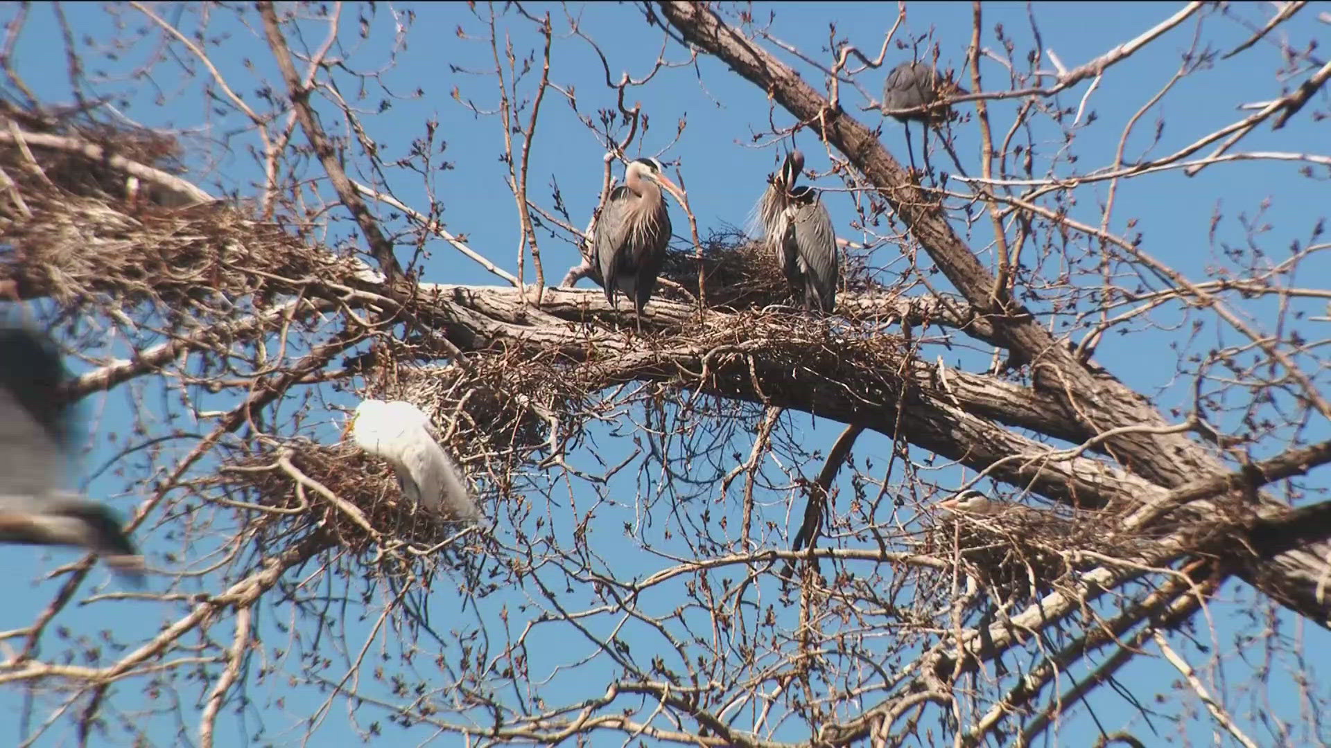 Great Blue Herons seen at rookery in Minneapolis