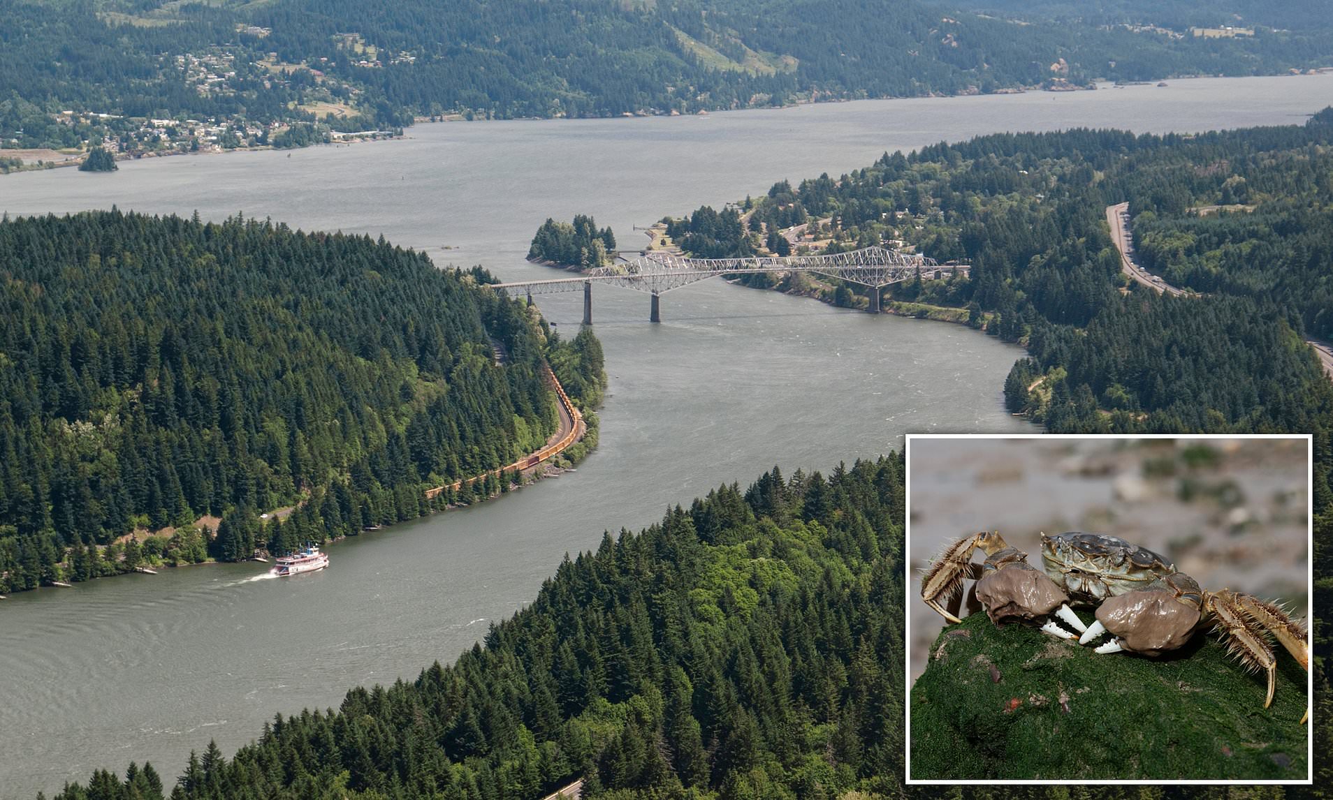 Invasive Chinese creature that can climb 13ft walls is found in Pacific ...