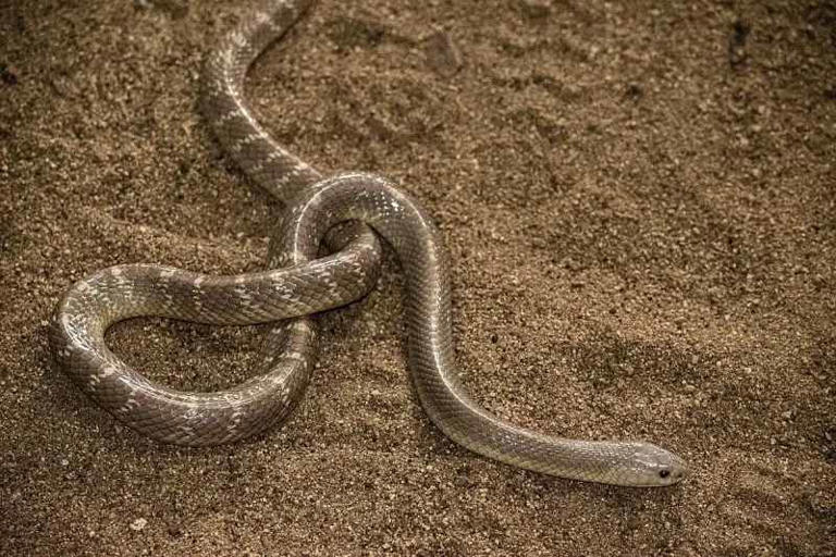 List of Top 13 Deadliest Snakes in the World
