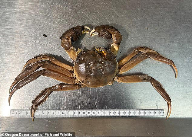 Invasive Chinese creature that can climb 13ft walls is found in Pacific ...