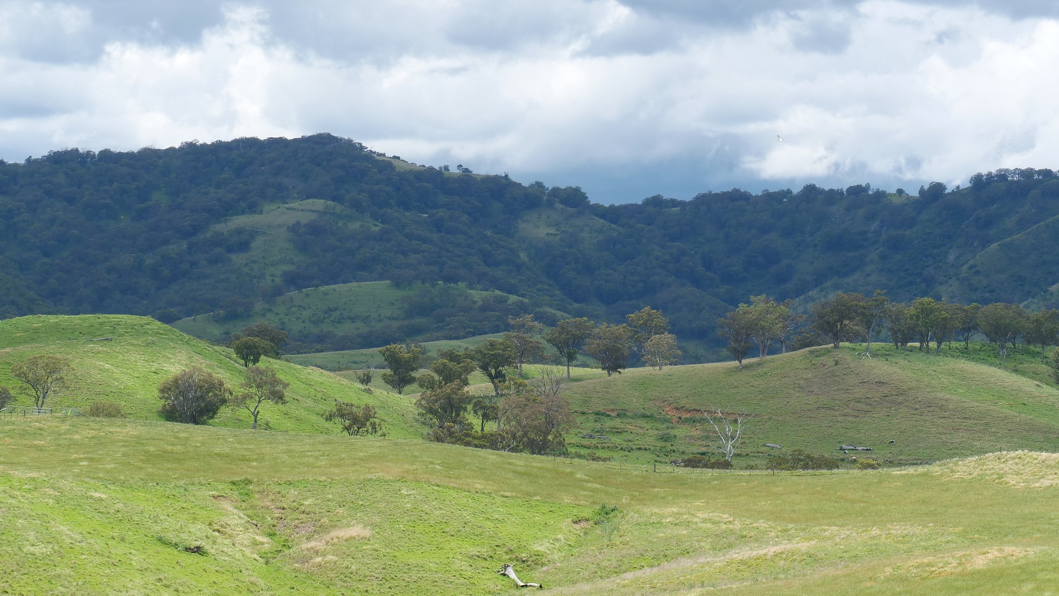 Bickham coal walks away from long-held Hunter Valley mining licence