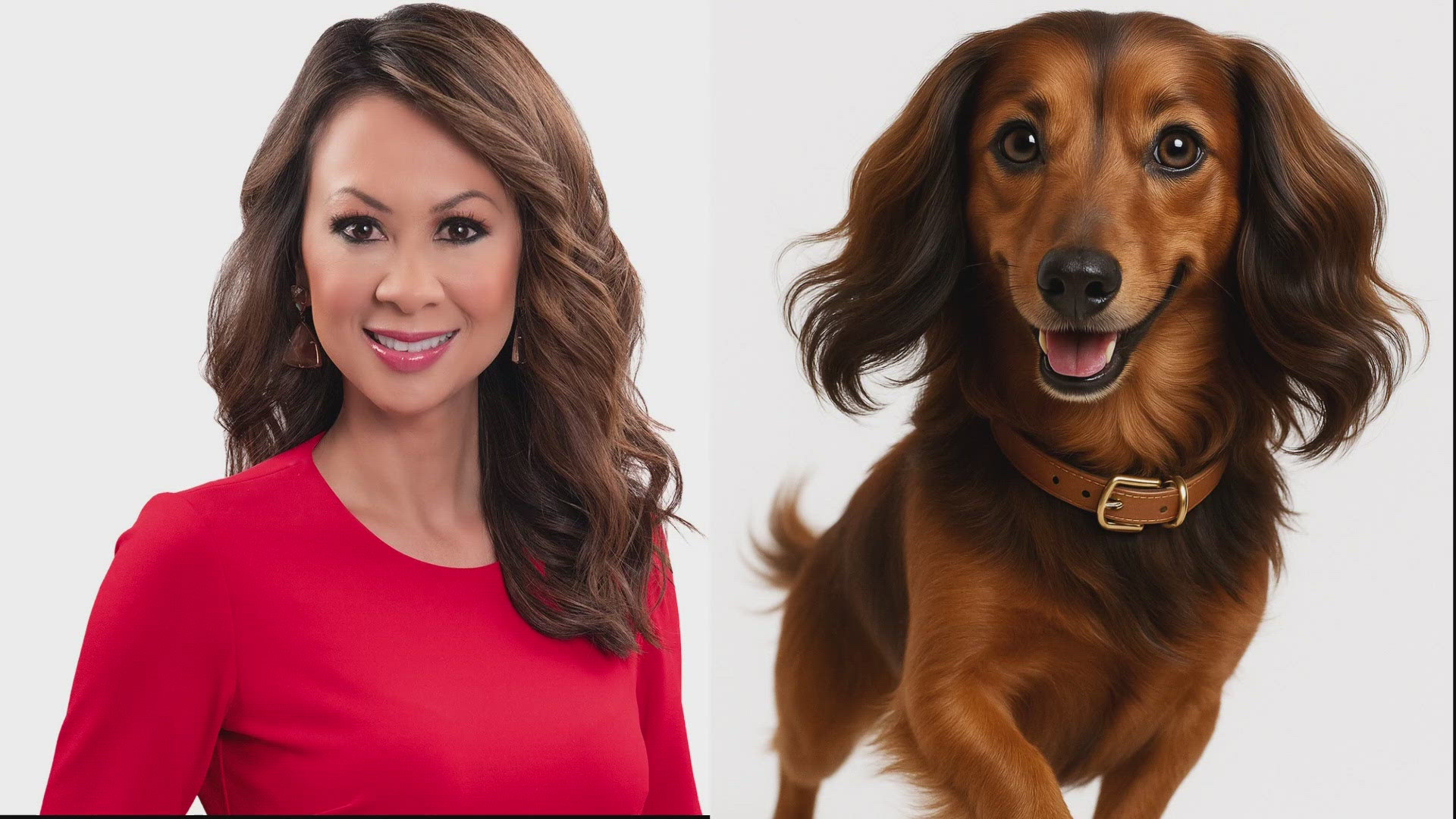 Using AI to reimagine our anchors as pets