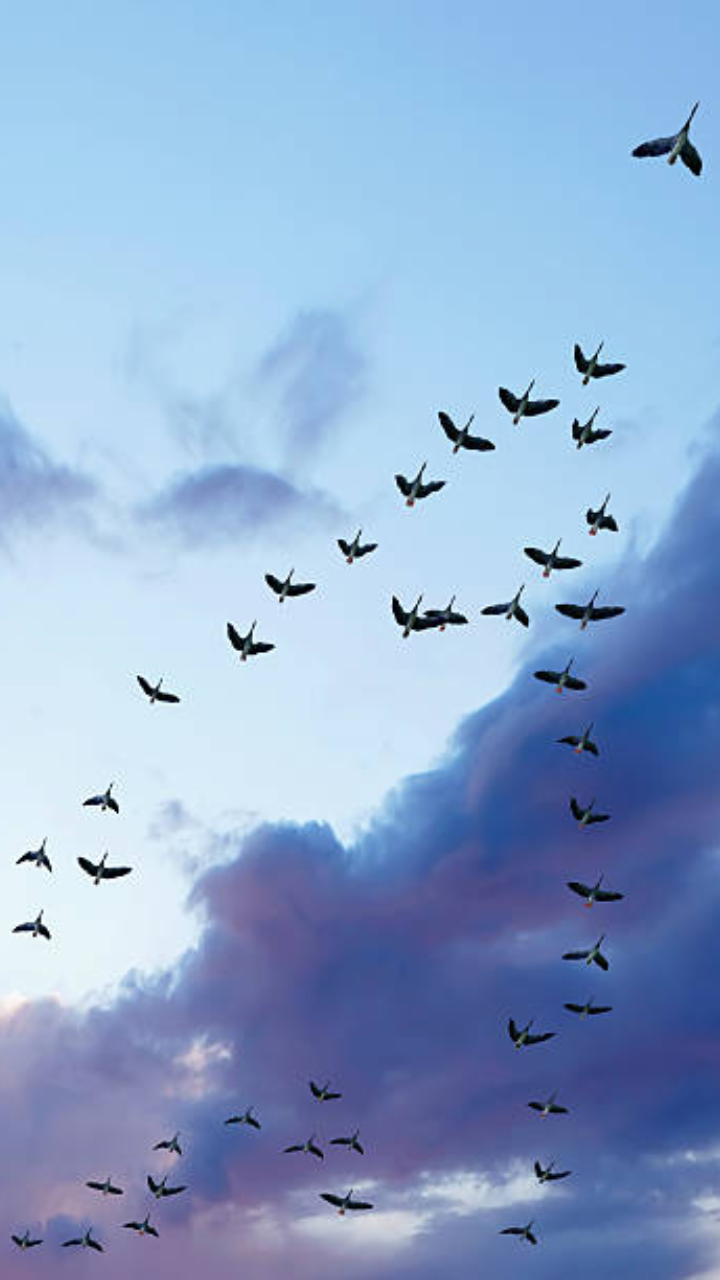 10 birds that migrate the farthest distances