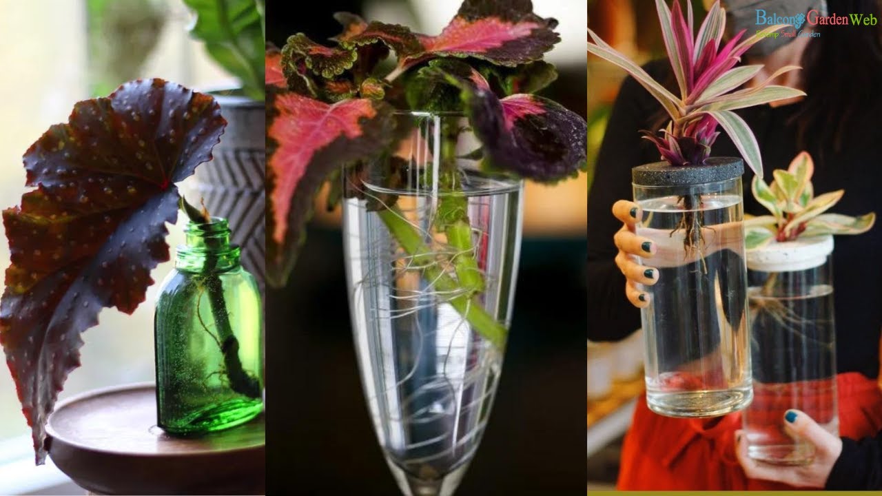 11 Most Colorful Plants to Grow in Water Indoors ¦ Colorful Houseplants