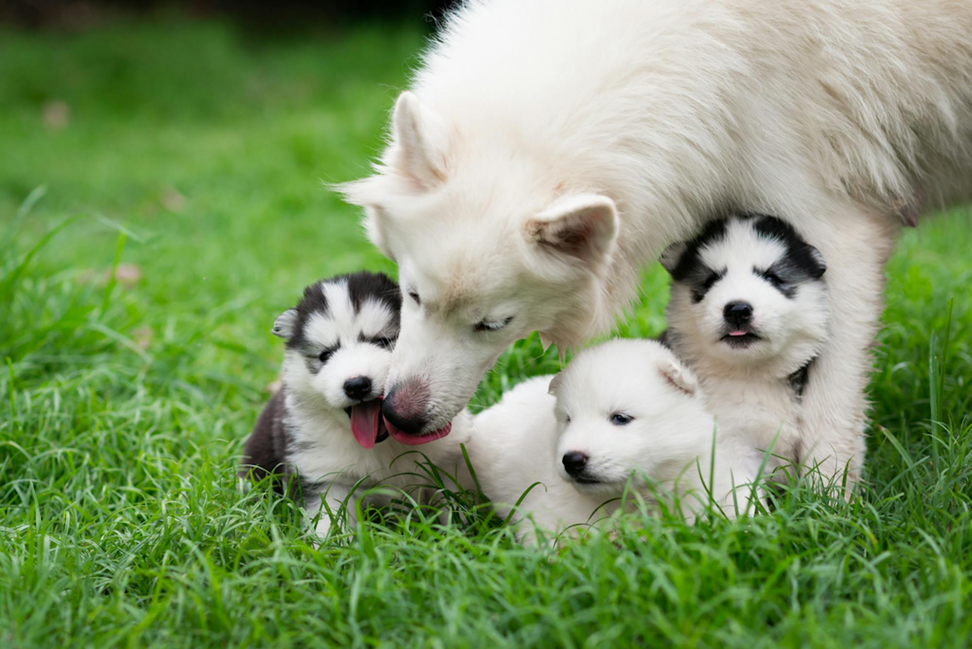 Why do dogs eat poo? A canine scientist explains