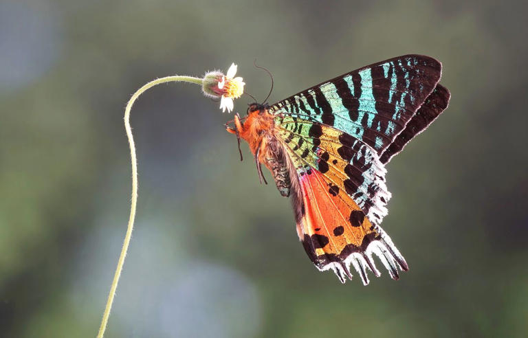Définition : D’où vient l’expression « effet papillon