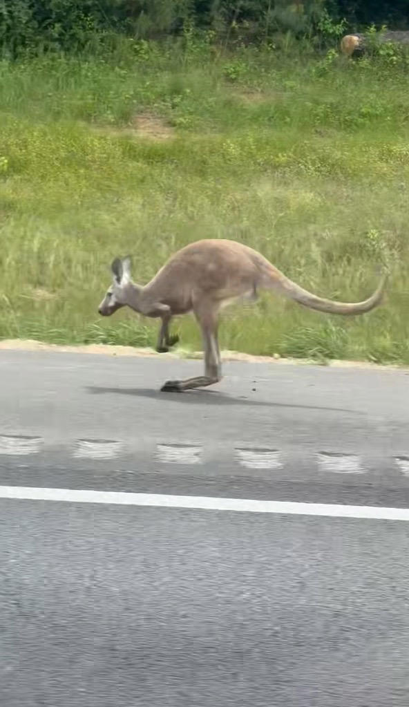 Runaway kangaroo takes cops on wild chase after causing two-car crash ...