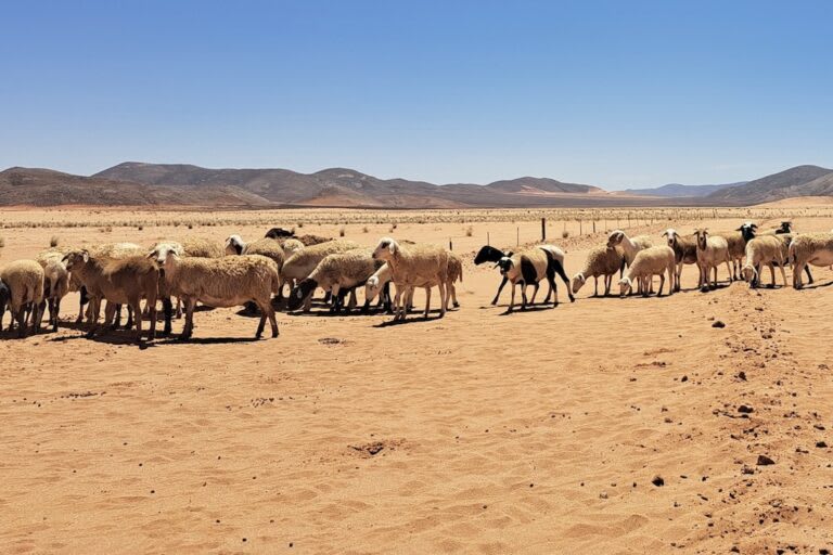PHOTO ESSAY Wind-blown sand scouring life off a Southern African landscape