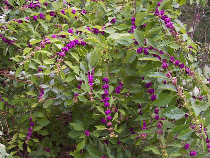 Prospect & Refuge: In Praise of Cozy Garden Nooks (Plus, How to Create ...