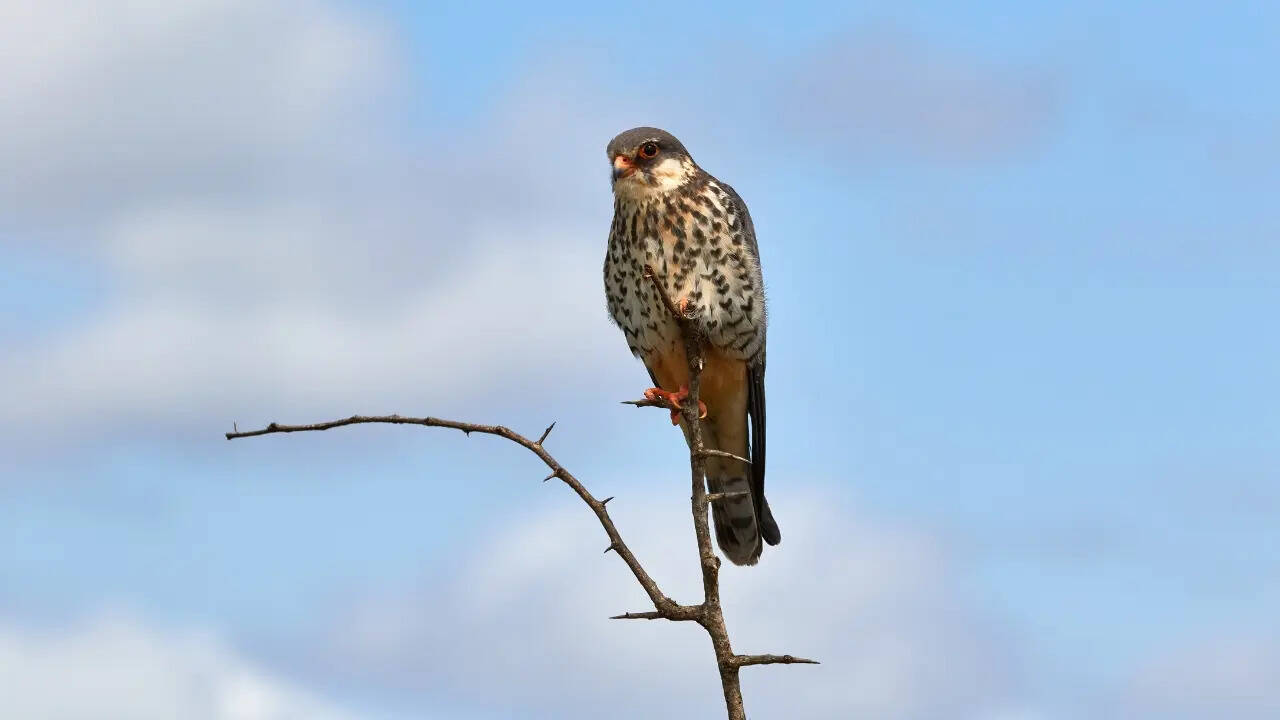 Satellite-Tracked Amur Falcon Migrating 20000 km to Siberia Arrives in ...