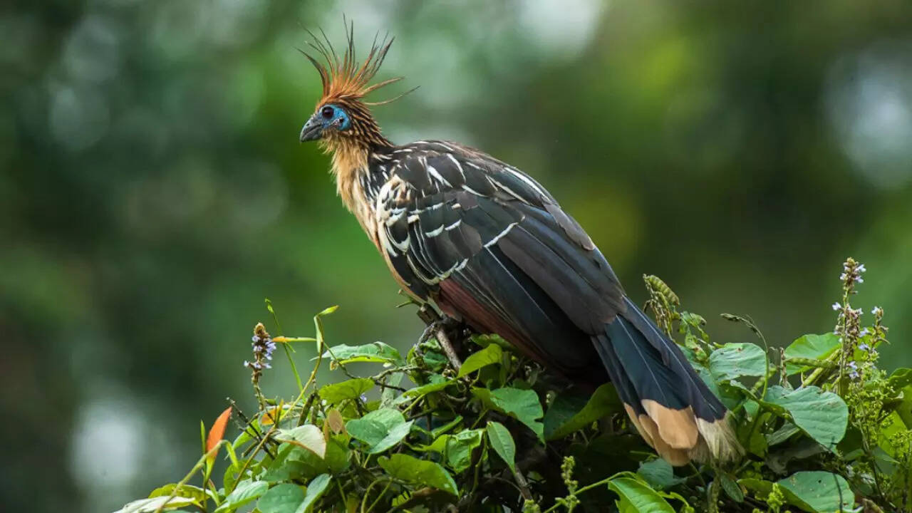 5 ancient birds that continue to live today