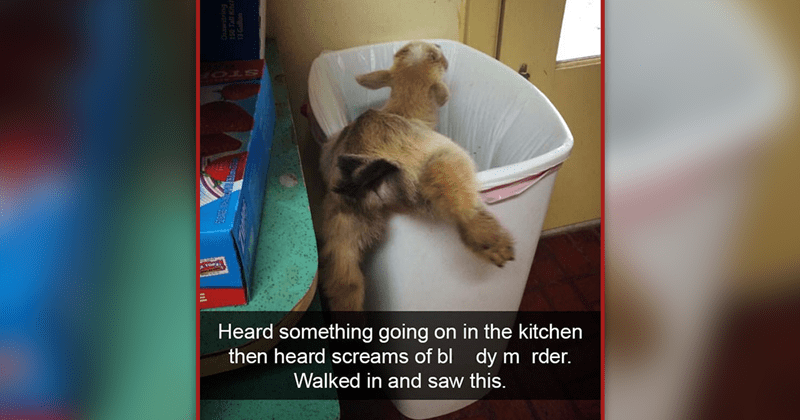 24 Silly Animal Memes and Snaps to Help Start Your Day off with a ...