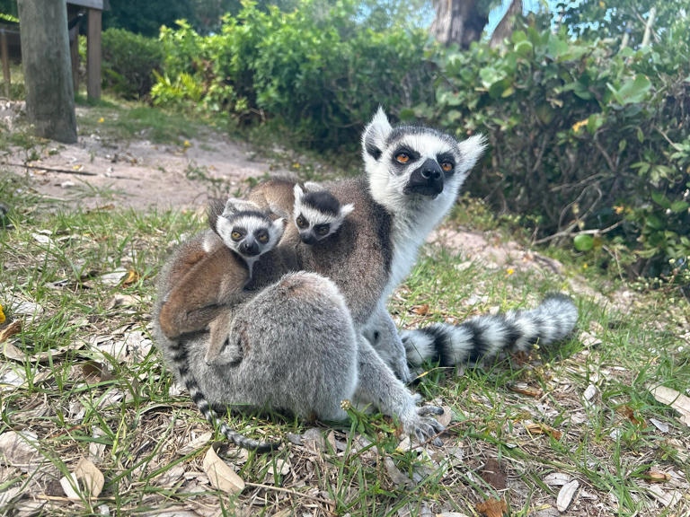 Explore SWFL: Plan your family visit to the Naples Zoo this summer