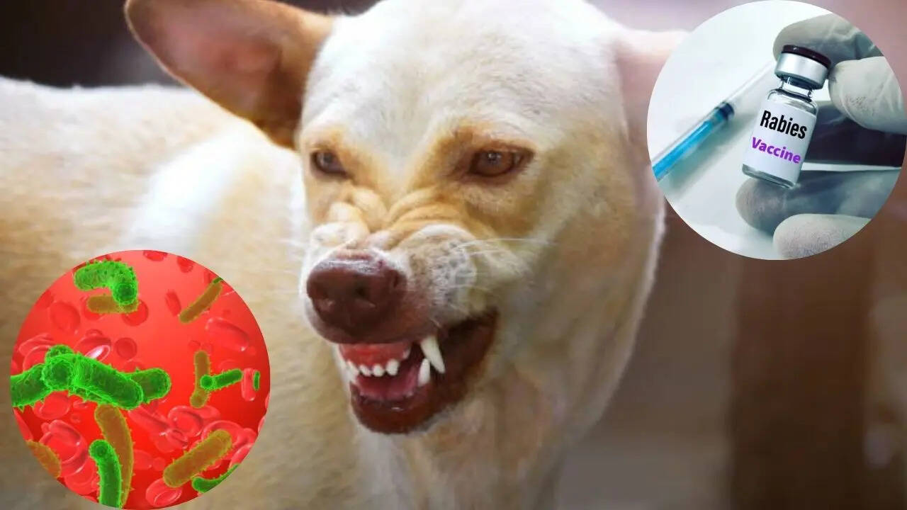 Five-year-old Dies of Rabies Despite Anti-viral Vaccination; Here's Why ...