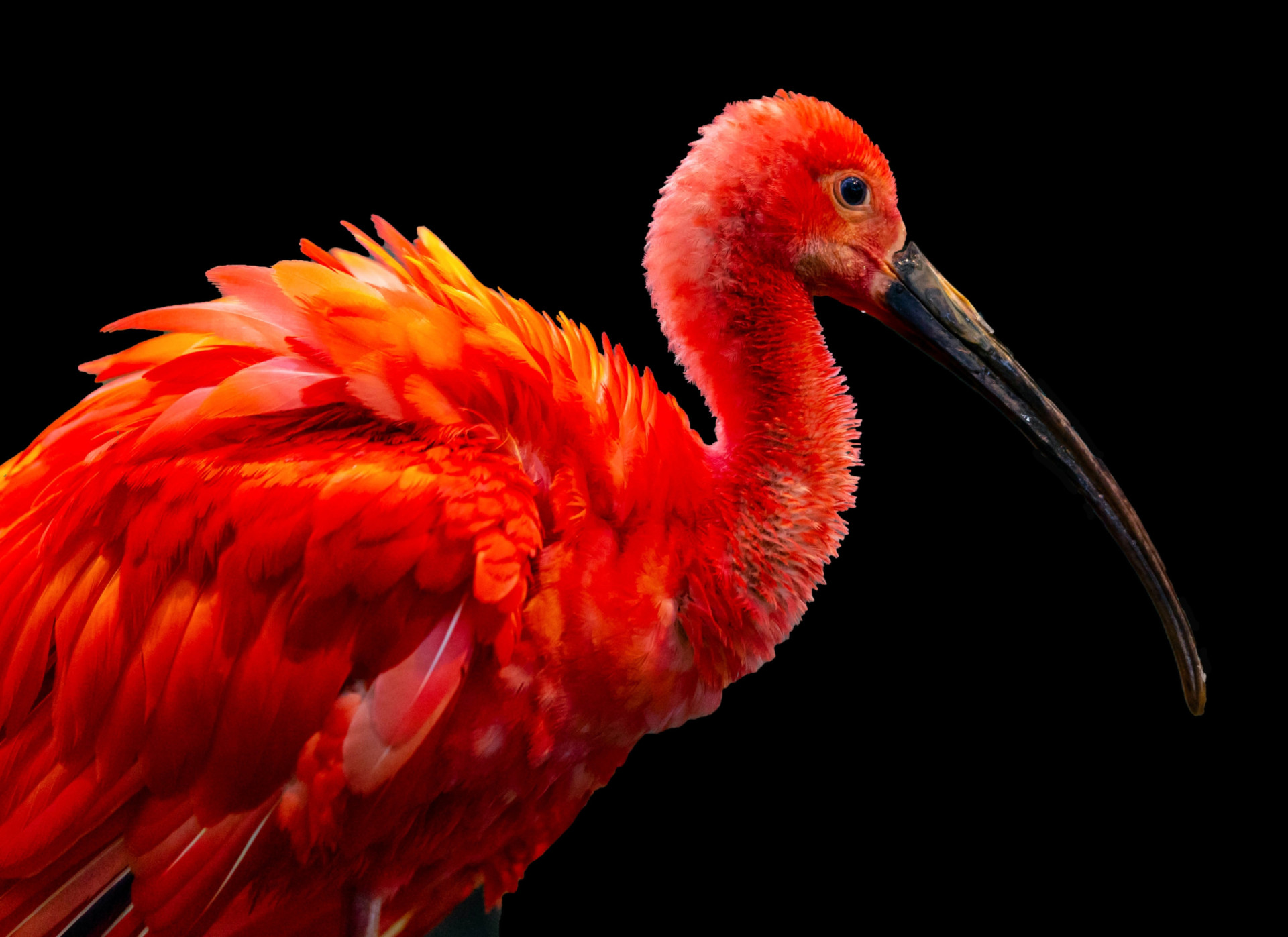Wildlife in radiant red