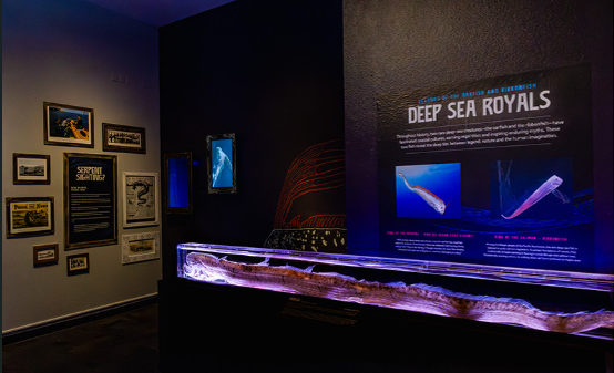 Rare ‘doomsday’ oarfish on display at Birch Aquarium after washing up ...