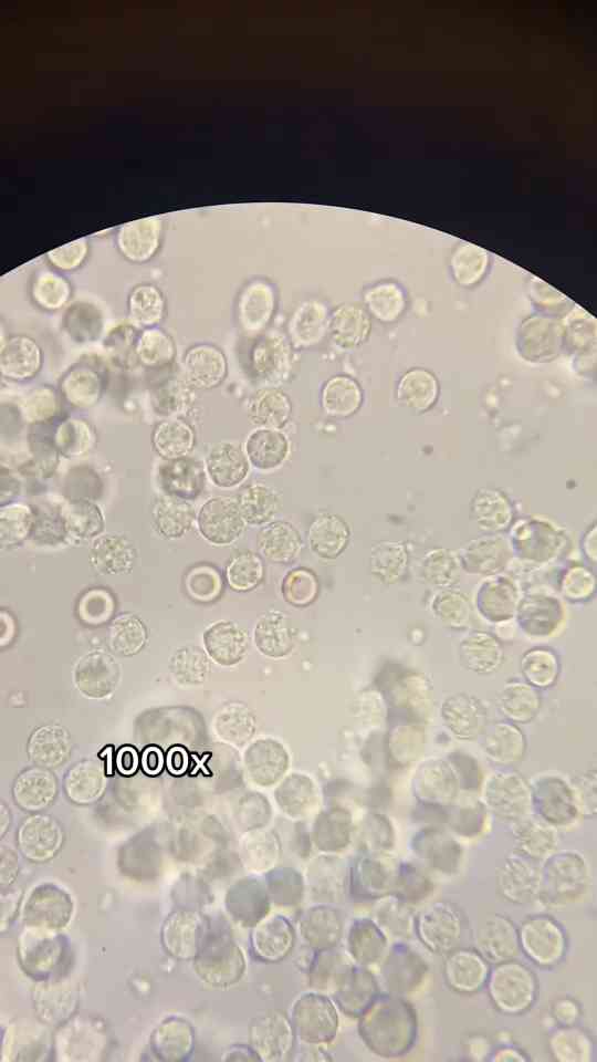 What Salt Really Looks Like Under a Microscope