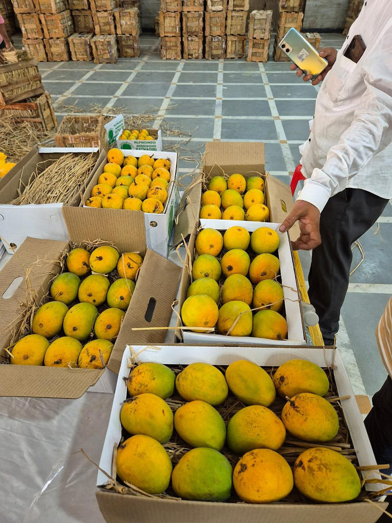 Alphonso mango’s surprising Portuguese origins: The grafting story of a ...