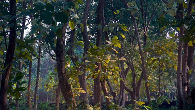 Trail camera captures rare footage of elusive creature known for its ...