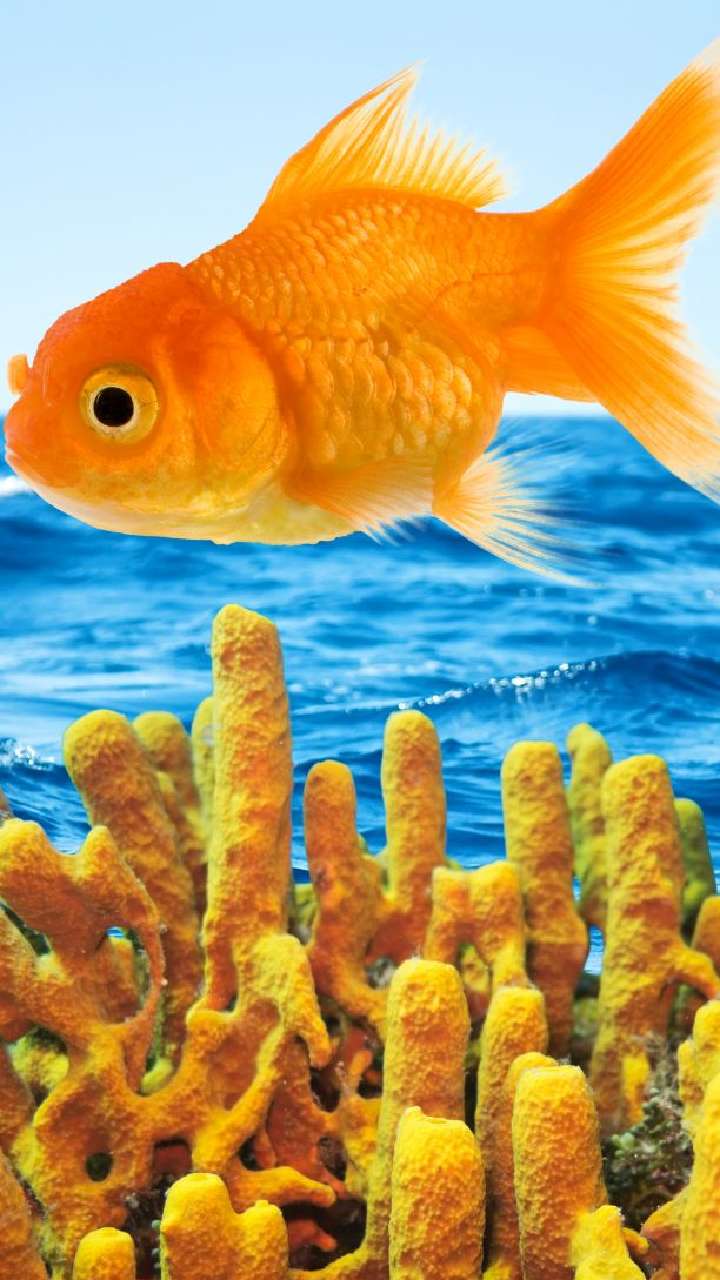 Did You Know: 8 Unique Creatures That Can Survive Without Oxygen!