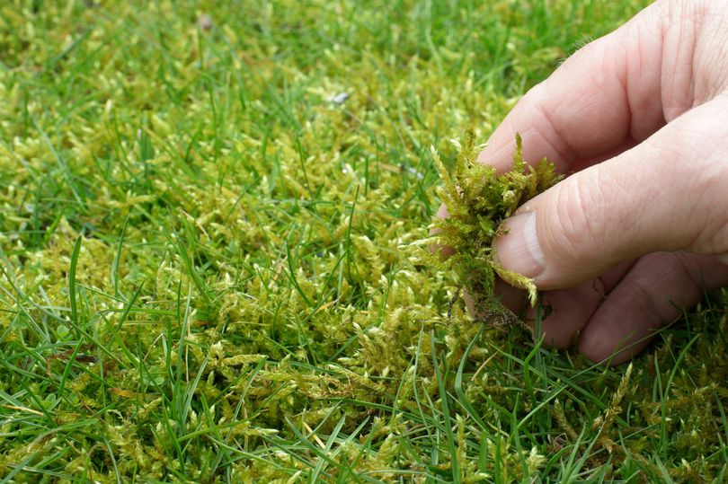 How to get rid of lawn moss for good with gardener's tip that 'works ...