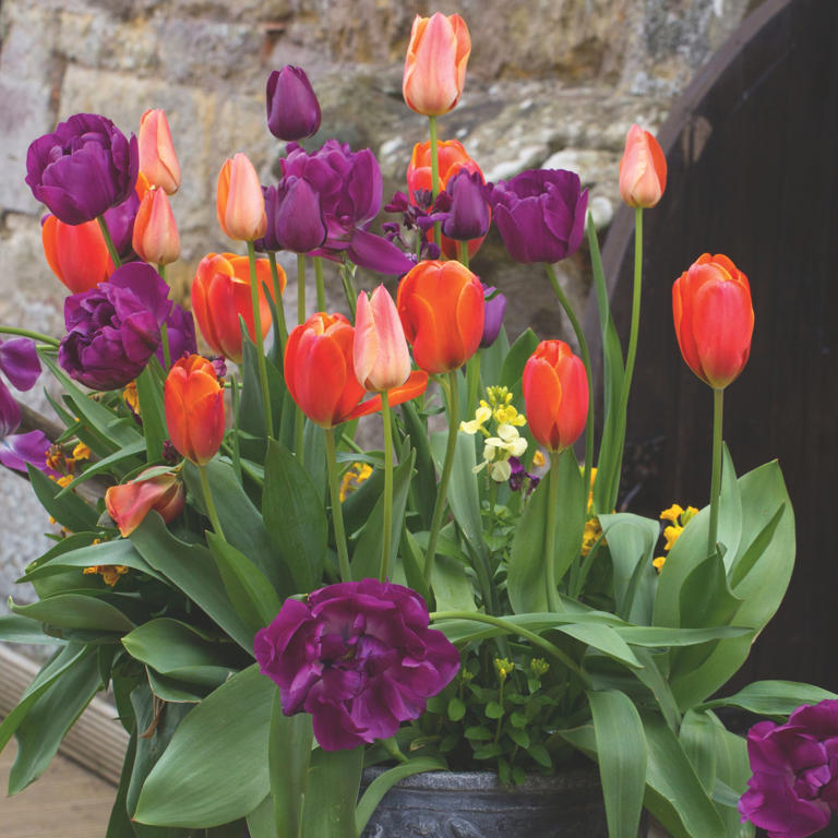 Should you deadhead tulips? What you need to know if you want your ...