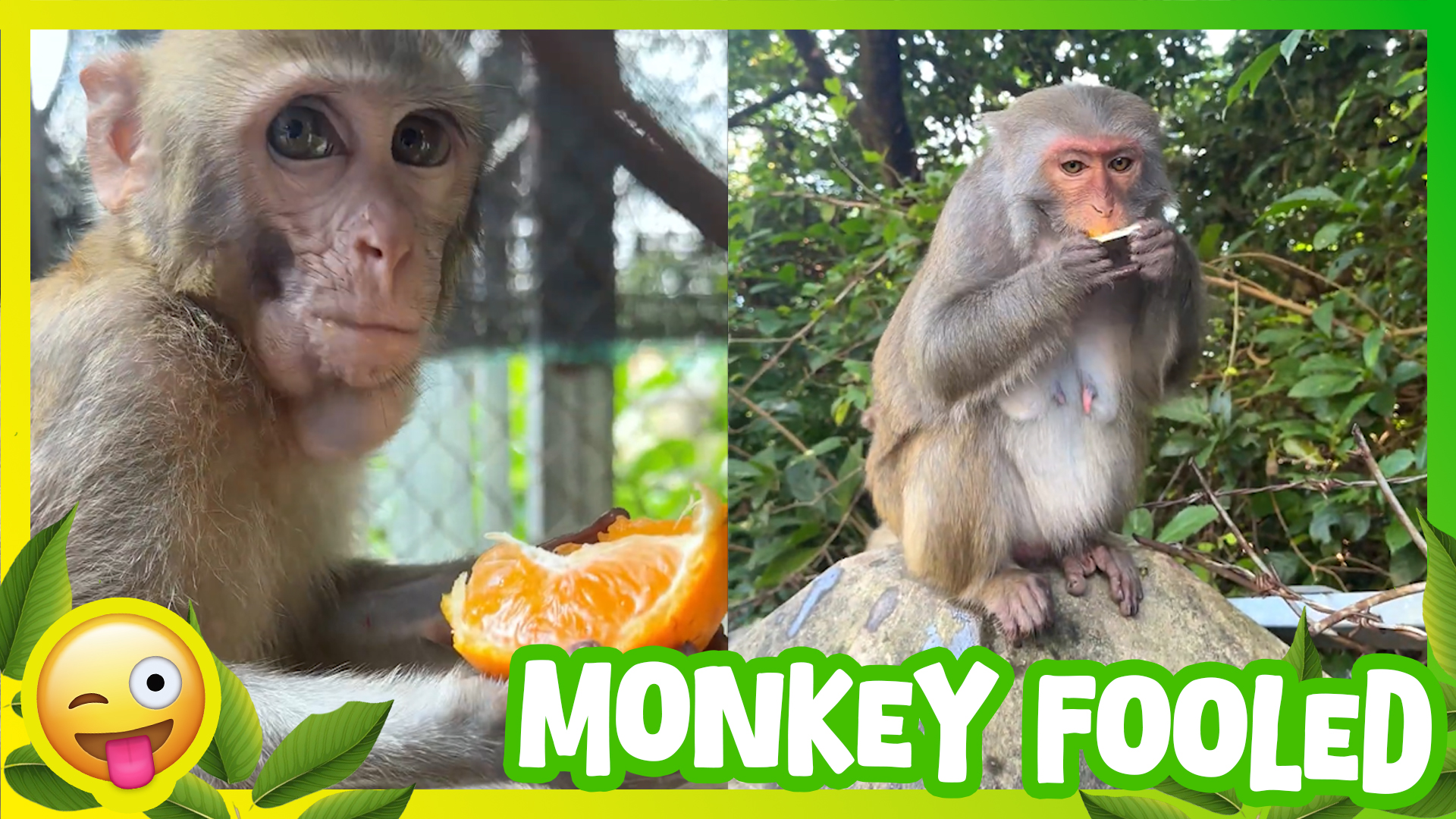 Monkey Gets Fooled! 🐵😲 | Funny Reaction to Sneaky Food Trick