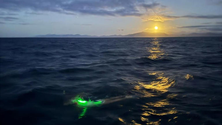 American teenager Maya Merhige withstood thousands of jellyfish stings ...