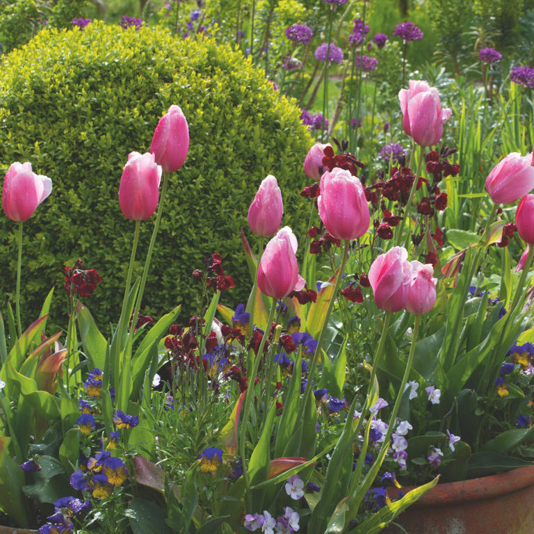 Should you deadhead tulips? What you need to know if you want your ...