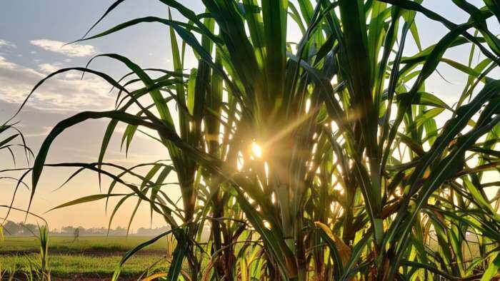 Cabinet clears Rs 355/100 kg sugarcane price