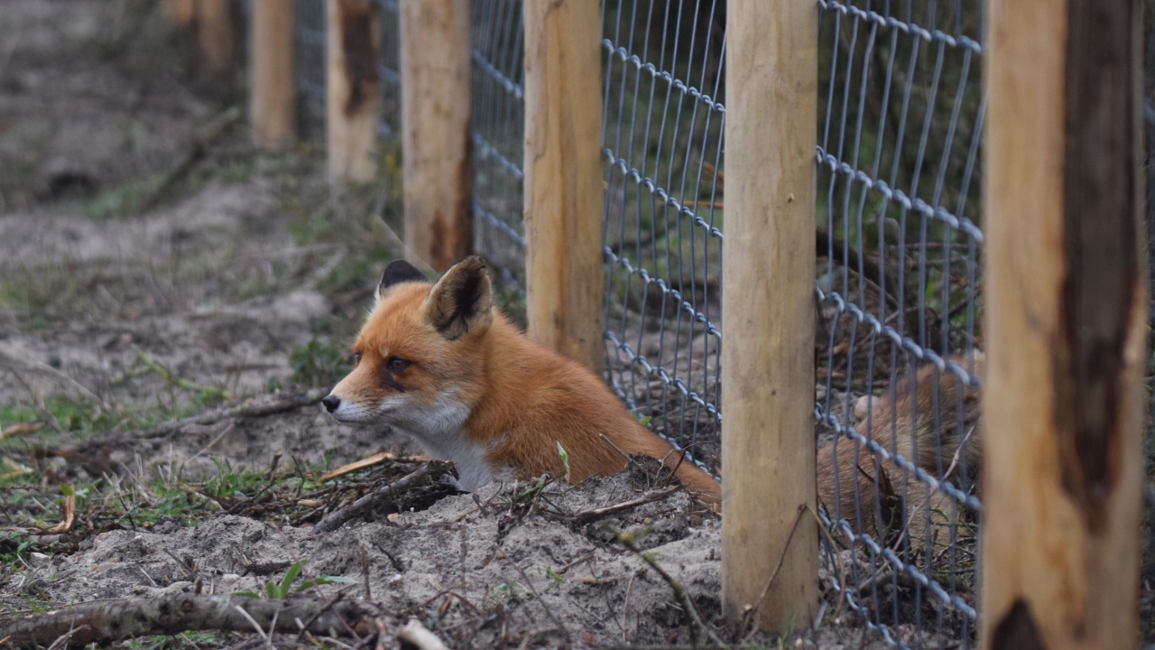 5 chicken coop mistakes you’ll regret if you don’t catch them early