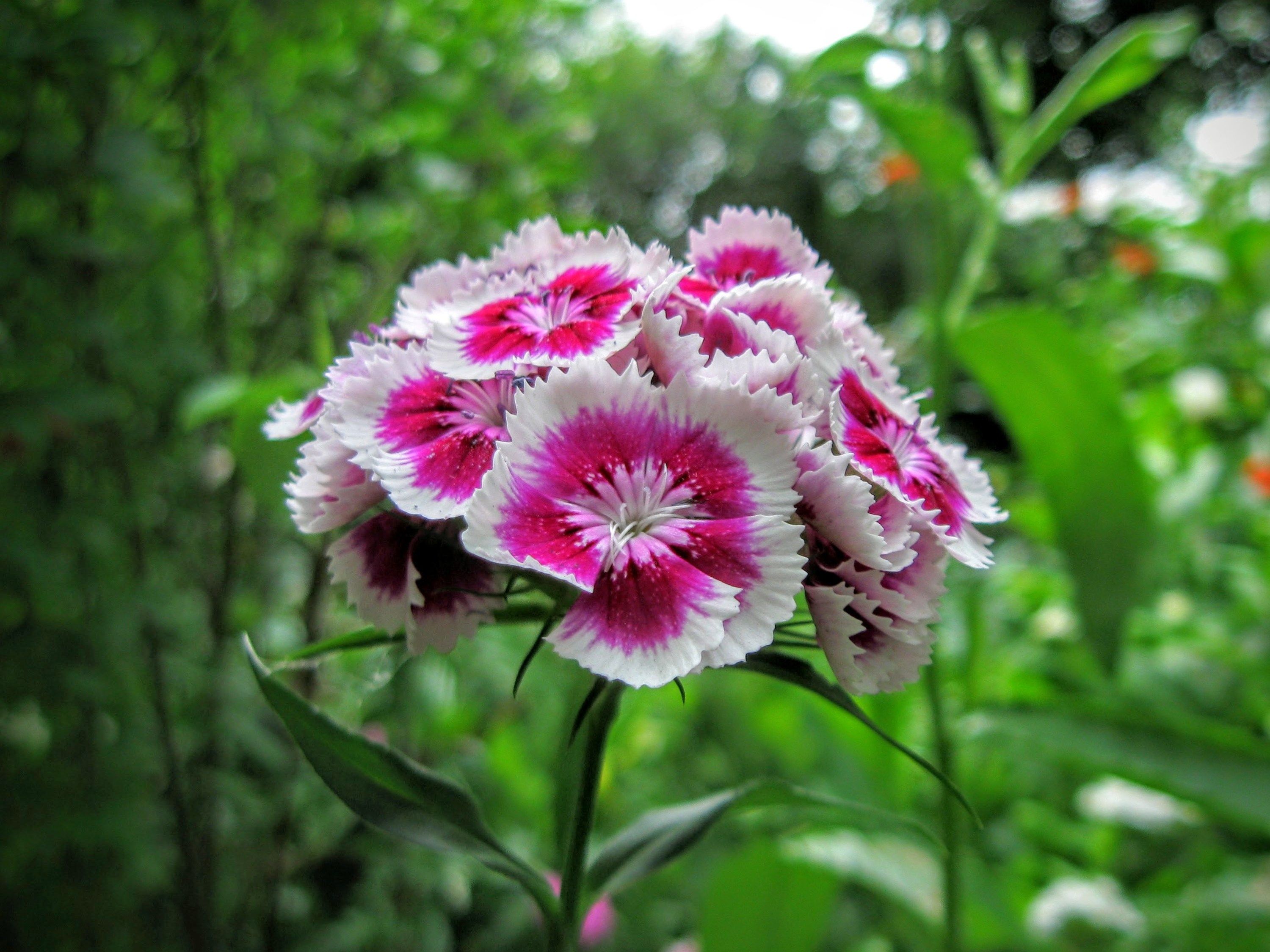 Clavelina o clavel chino, una flor tan bella como resiliente