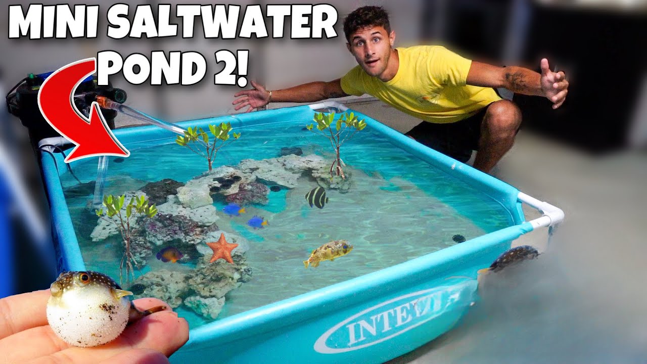 Building My MINI SALTWATER POND 2!! *Fish Transfer*