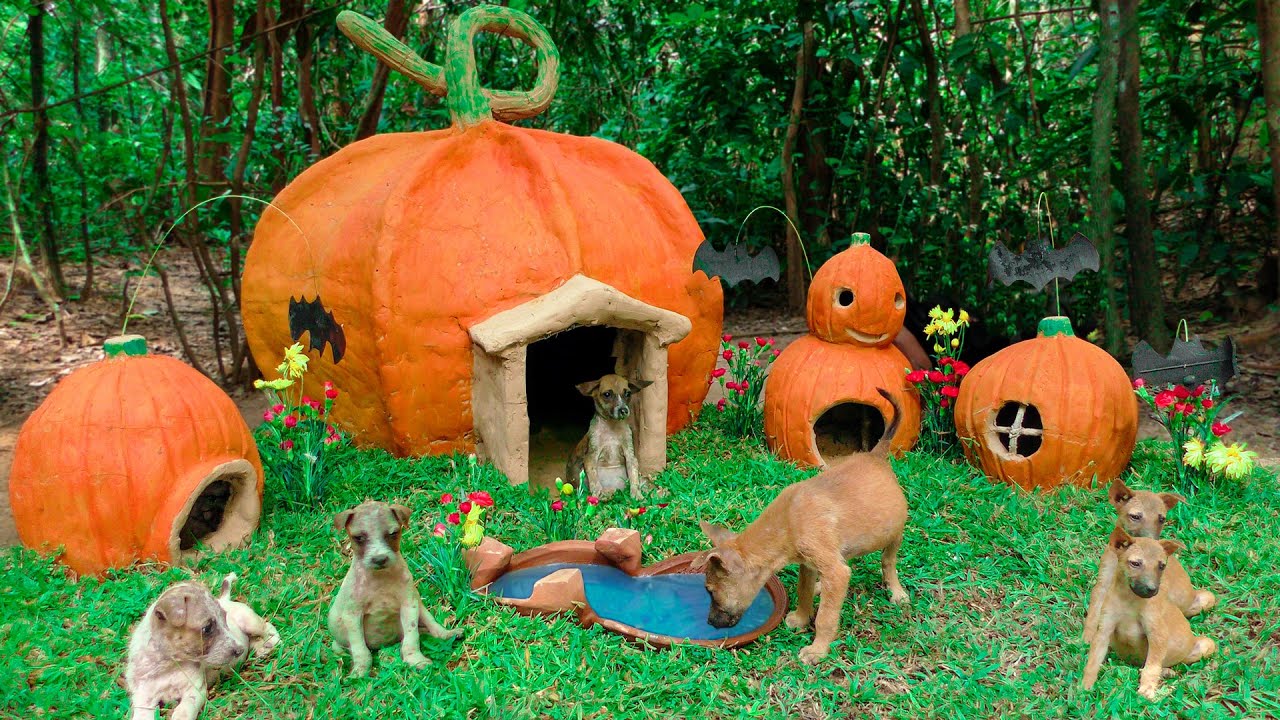 These puppies found safety in a hand-built pumpkin mud home
