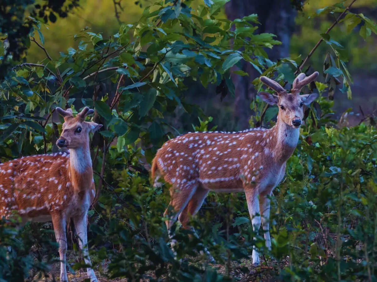 Noida soon to get its first Deer Park: A new wildlife sanctuary with ...