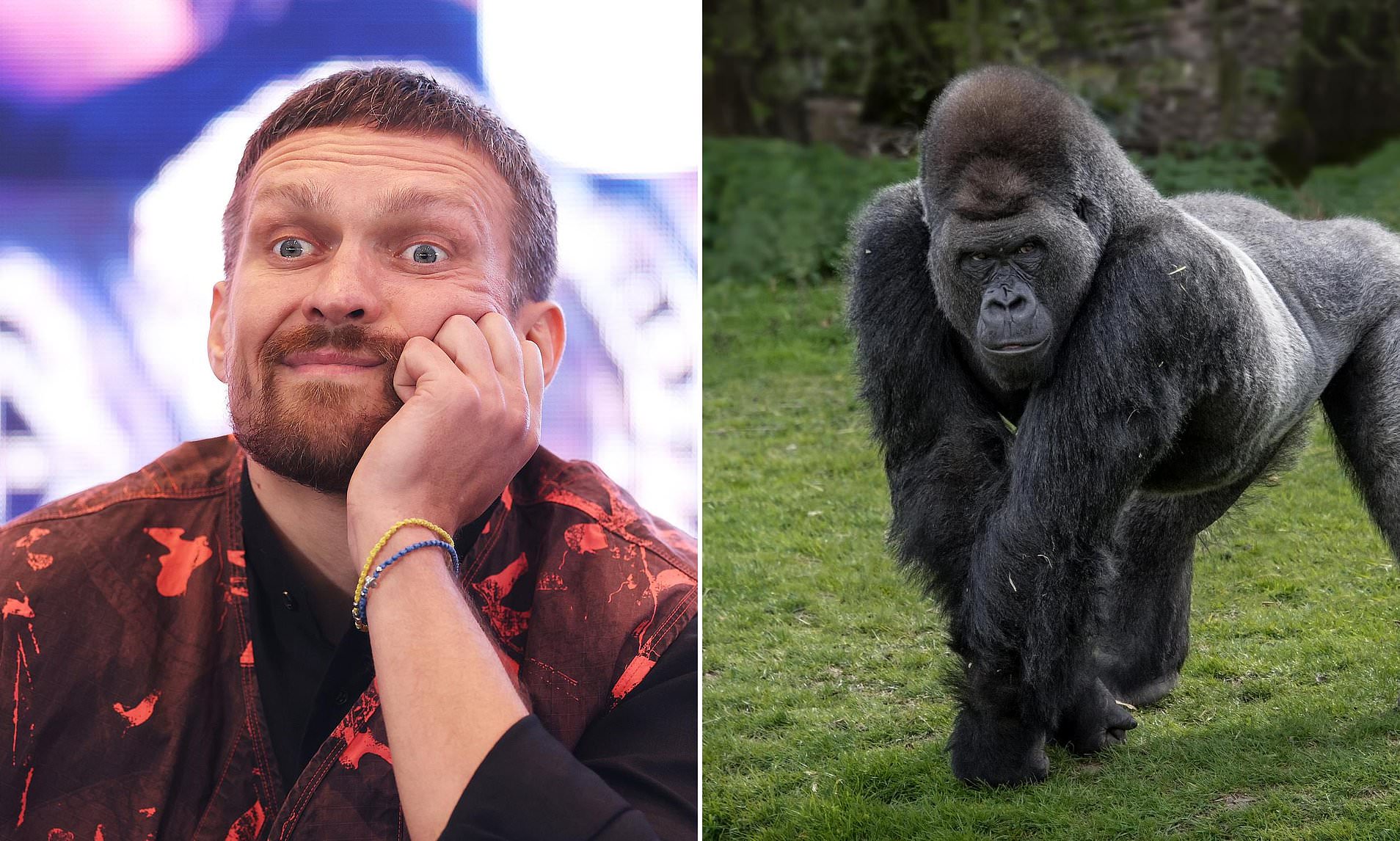 Heavyweight champion Oleksandr Usyk gives his take on viral 100 men vs ...