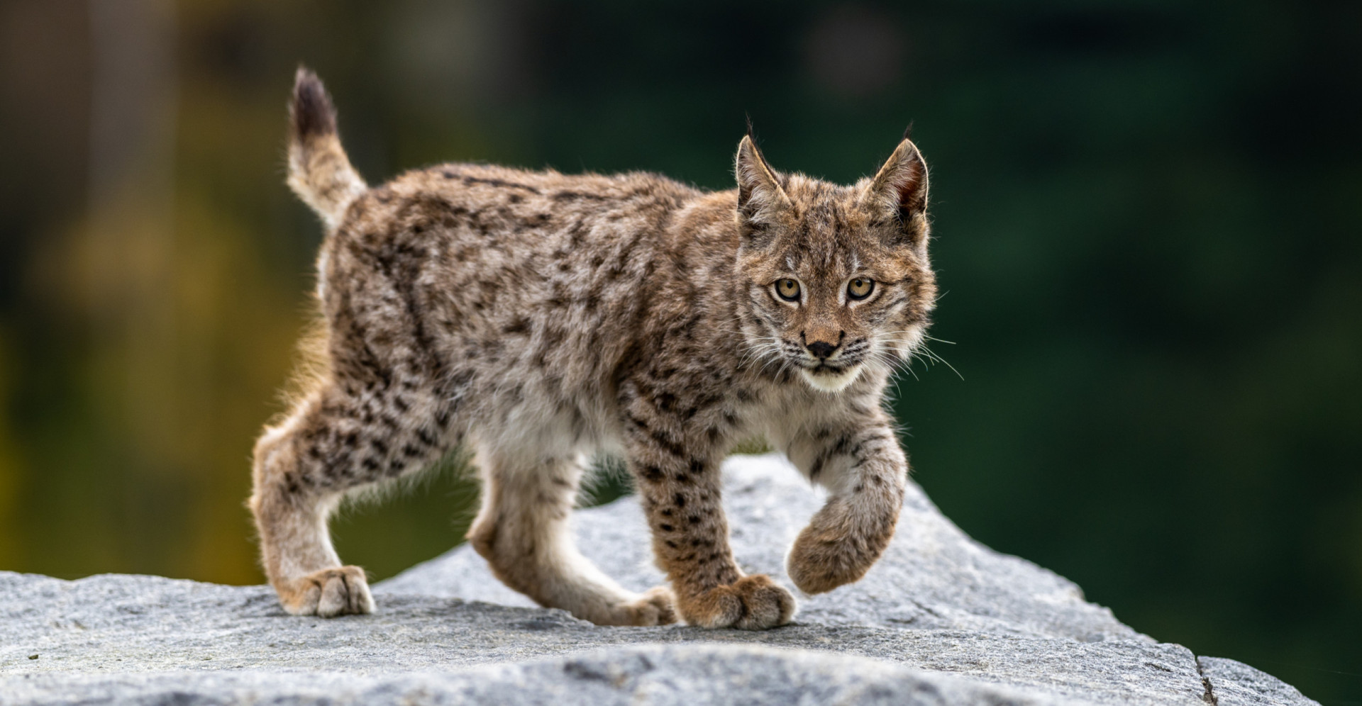 Diese Wildtiere sind wirklich keine geeigneten Haustiere