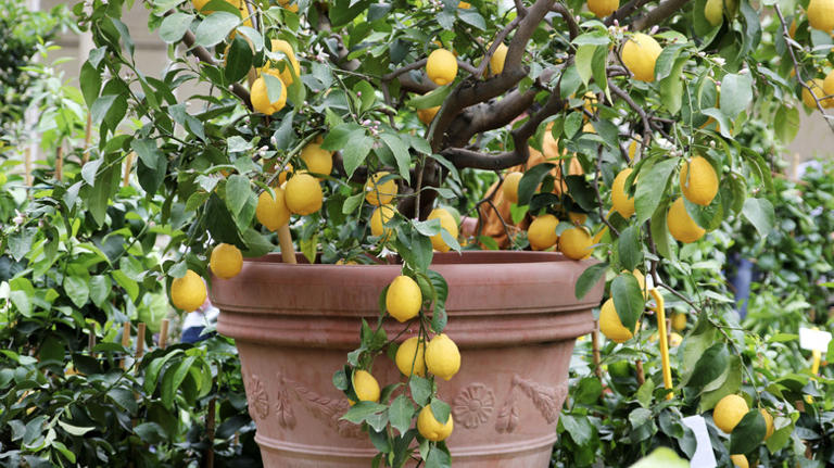 Growing Fruit Trees From Seed Is More Complicated Than You Think. Here ...