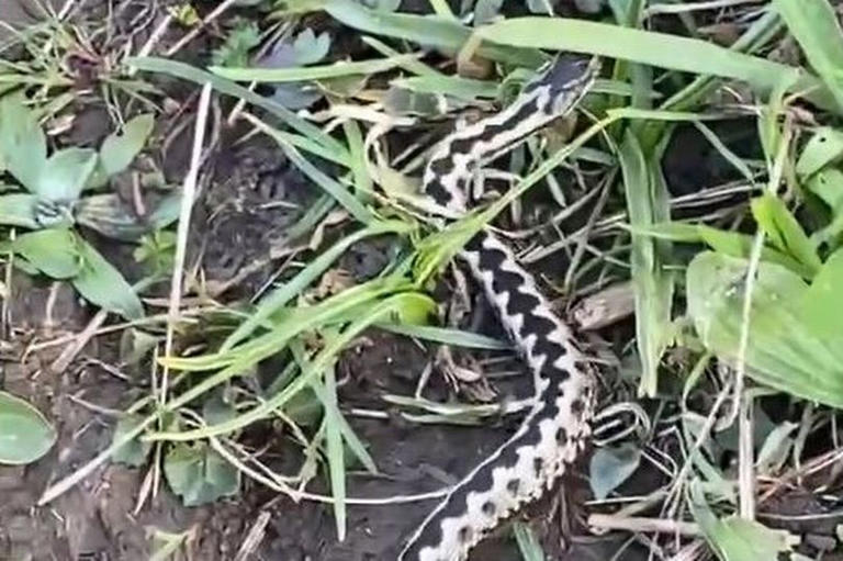 Potentially deadly snake filmed basking in sun in Cornwall