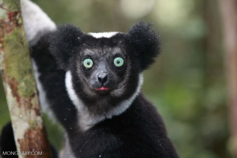 With primates in peril, the path forward lies in Indigenous stewardship