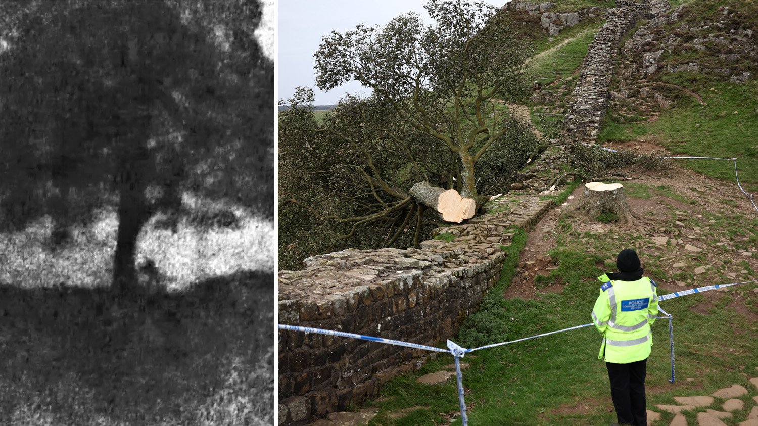 Moment Sycamore Gap tree is 'felled by two friends' shown to court