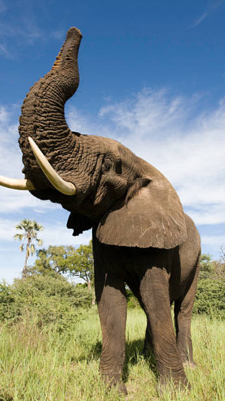 10 most intelligent animals on the planet