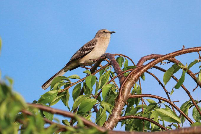 Do Dead Bird Sightings Have Meaning?