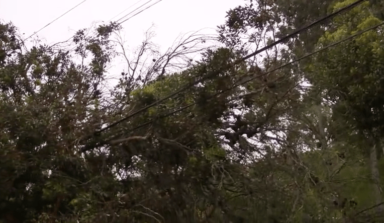 Downed tree blocks roadway in La Jolla, knocks out power