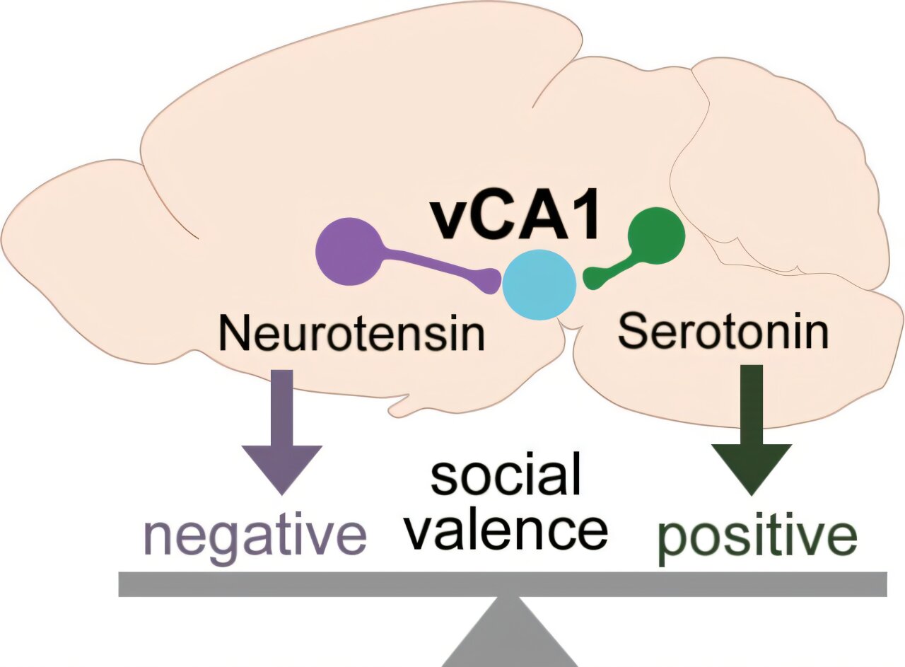 Mechanism by which the brain weighs positive vs. negative social ...