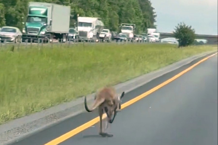VIDEO: Runaway kangaroo named Sheila causes crash on highway