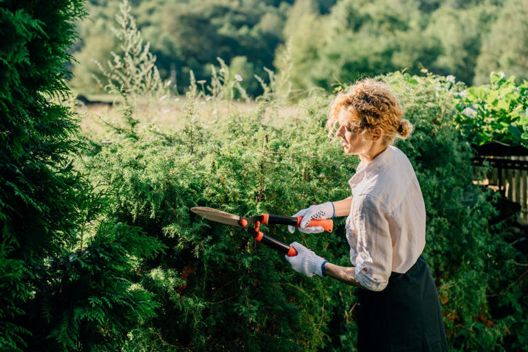 Jardin : cette plante est idéale pour se cacher d'un vis à vis (et elle ...